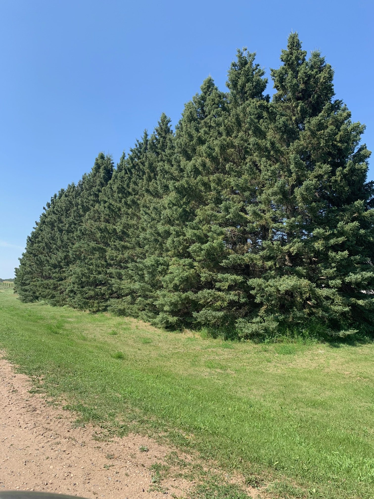 Some General Information on Shelterbelts – Shelterbelt DSS